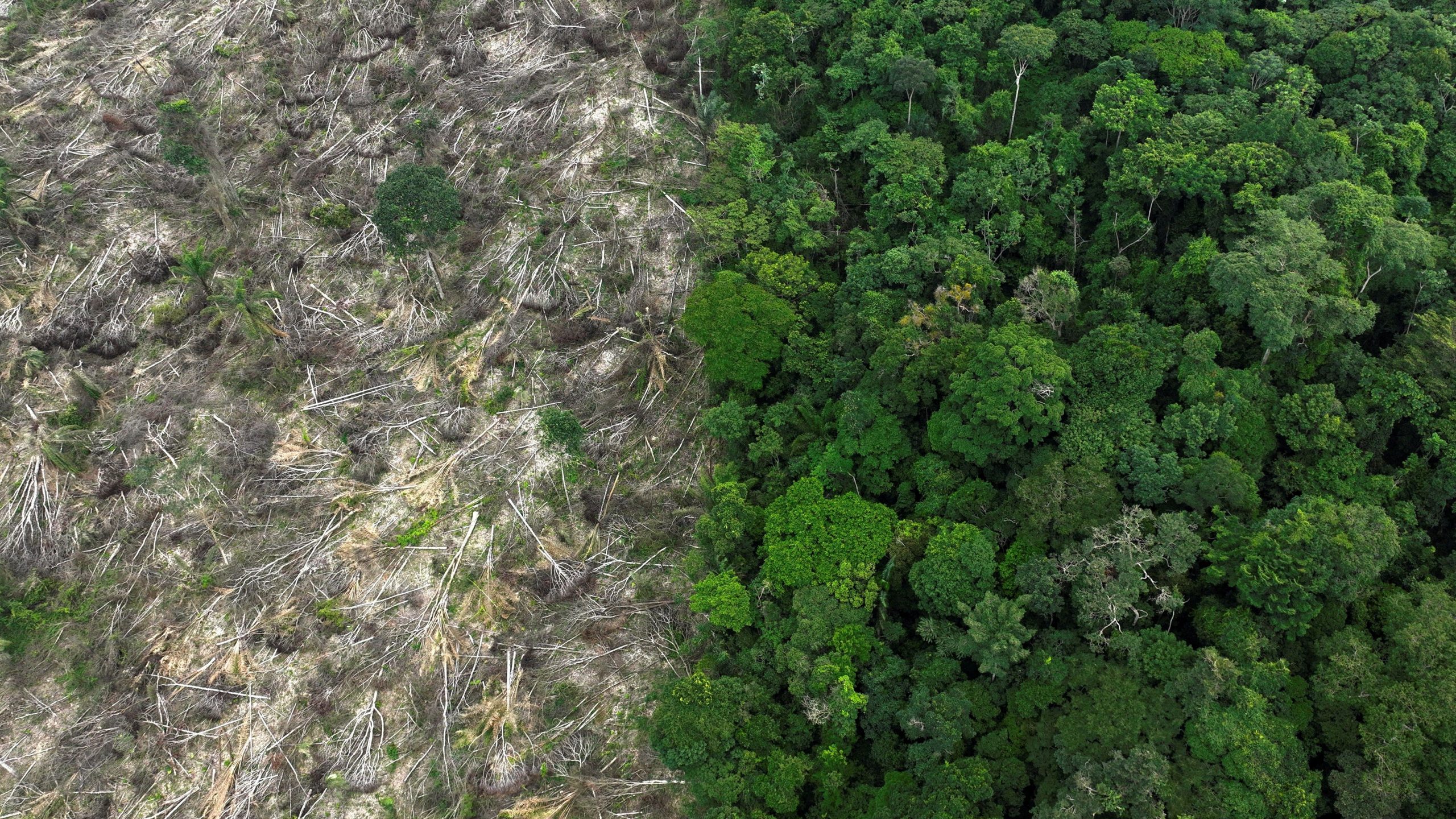 Investors May Exit Consumer Goods Firms Over EU Deforestation Law - PM ...