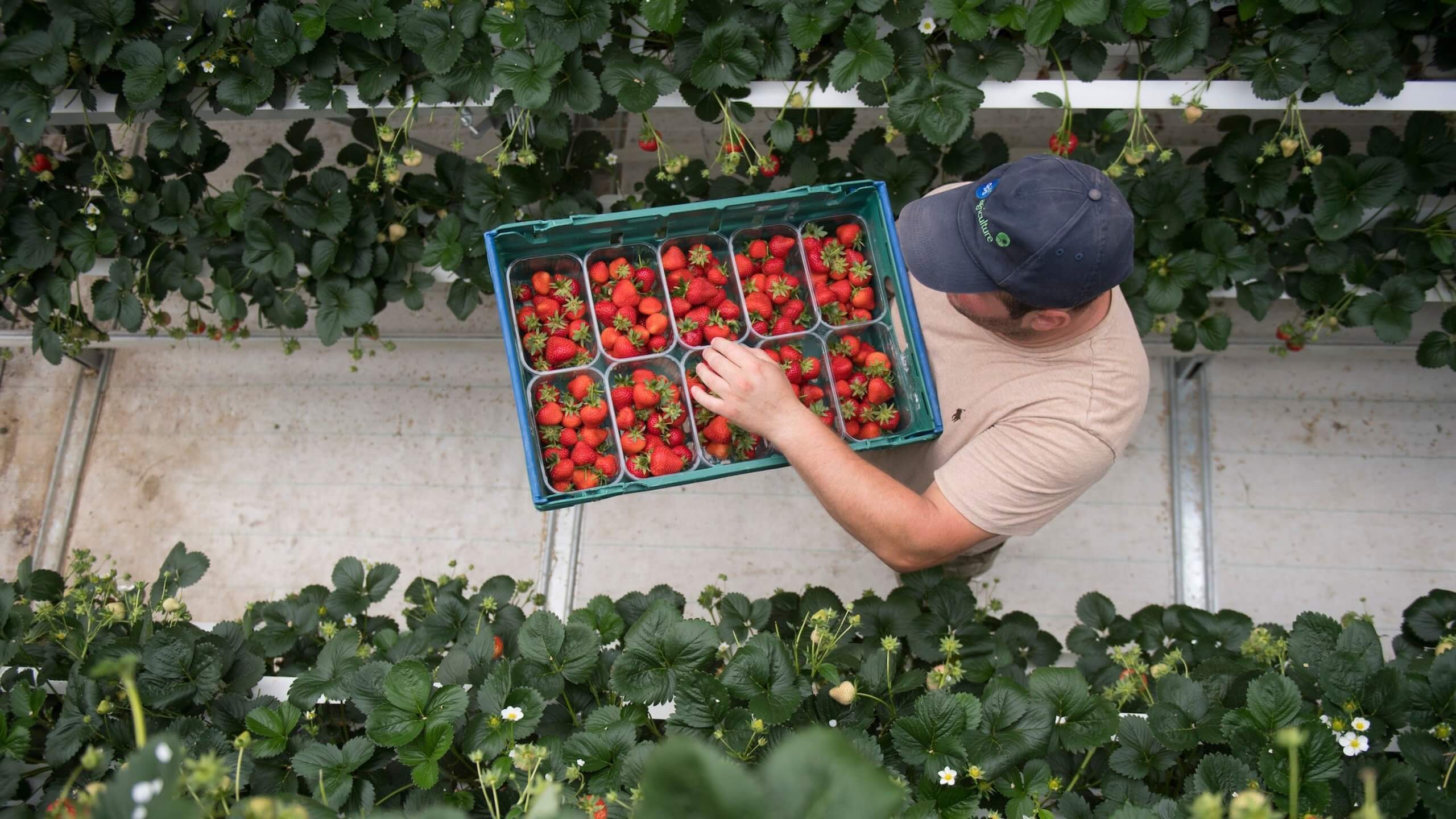 Growers Promise UK Strawberries For The Christmas Table Thanks To New ...